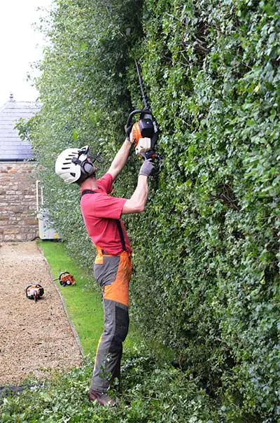 Best Hedge Trimming in NJ #1 - Lumberjacks Tree Service