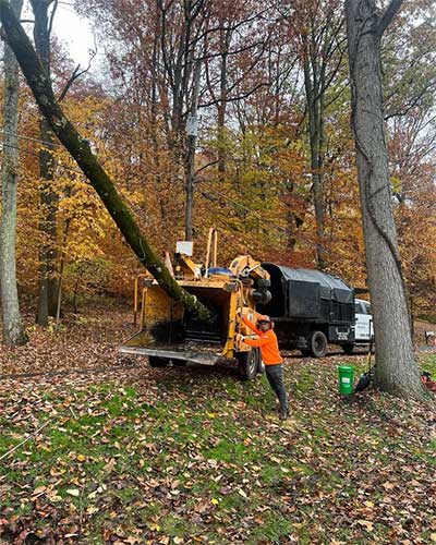 Best Tree Service in NJ - Lumberjacks Tree Service LLC