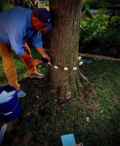 Best #1 Tree Treatment Service NJ - Lumberjacks Tree Service