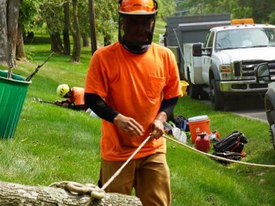Best Tree Service in NJ - Lumberjacks Tree Service LLC