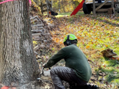 Best Tree Service in NJ - Lumberjacks Tree Service LLC