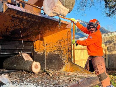 Best Tree Service in NJ - Lumberjacks Tree Service LLC