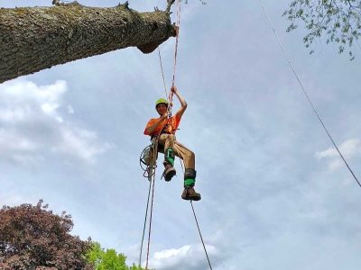 Best Tree Service in NJ - Lumberjacks Tree Service LLC