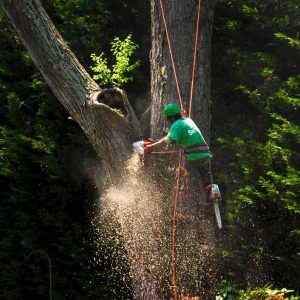 Project - Lumberjacks Tree Service LLC